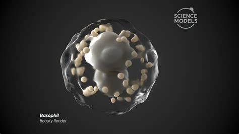 Basophil Cell 3d Model Animated Cgtrader