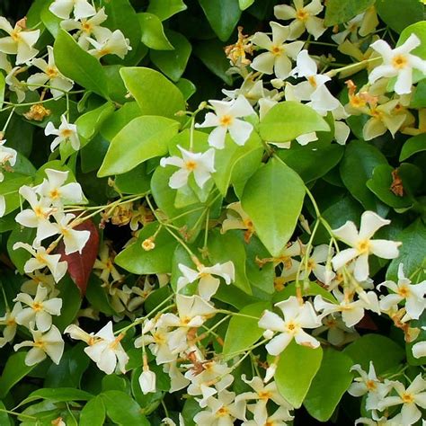 27 Vines With White Flowers Best Climbers For Your Garden