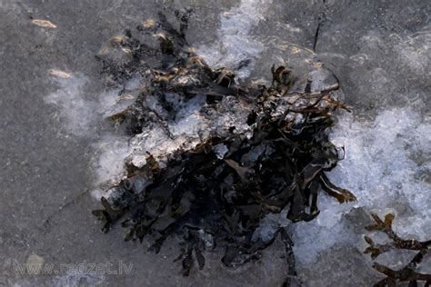Algae Surrounded By Melting Ice Redzetlv