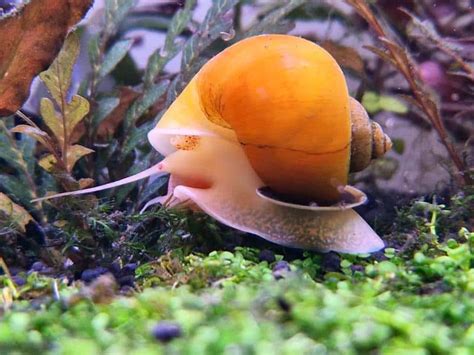 What Are Mystery Snails How To Care Ac Aquarium Life