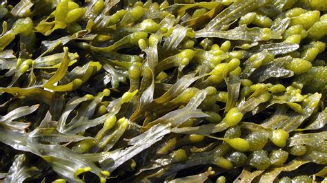 Fucoidan From Fucus Vesiculosus Stemregen