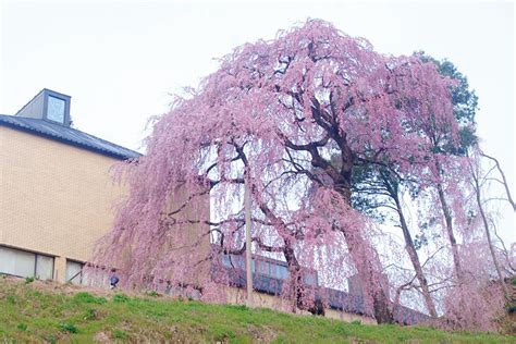 三春町にある桜の名所スポット9選2018は三春滝桜以外も