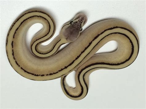 Pastel Butter Genetic Stripe Ball Python For Sale Xyzreptiles