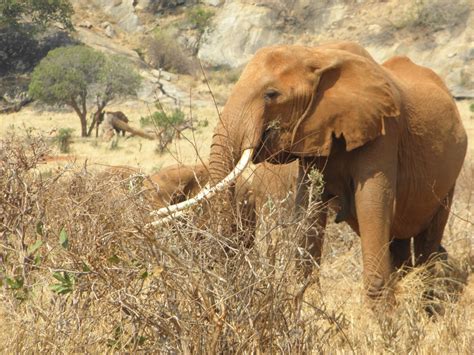 Free Images Landscape Nature Adventure Trunk Animal Travel