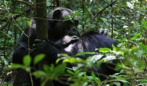 5 Days Nyungwe Forest National Park Safari Chimpanzee Tour