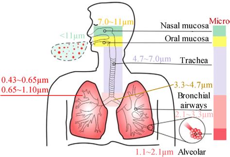 Schematic Of Human Respiratory System And Deposition Of Particle