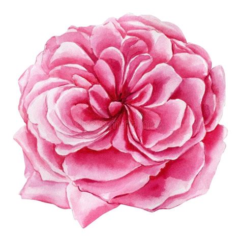 Pink Rose Flowers On A White Background Watercolor Illustration