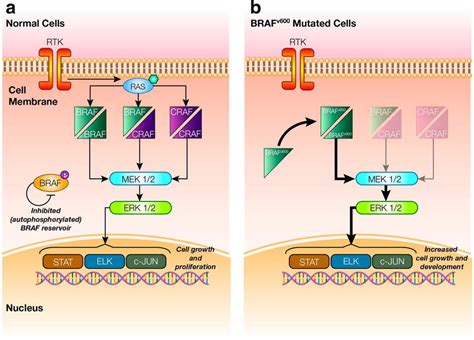 Braf Gene Function At Joanne Magana Blog
