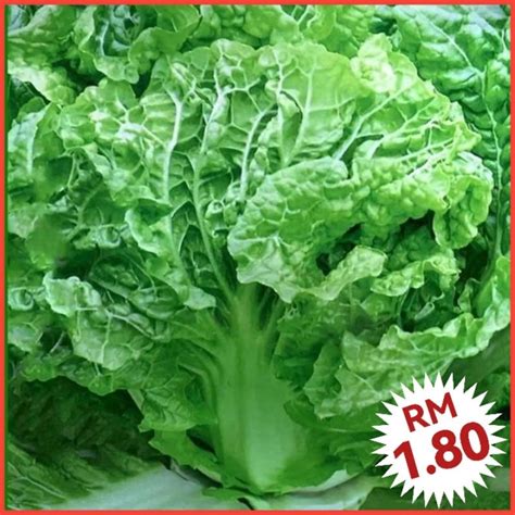 Premium Quality Wrinkled Leaf Cabbage Seeds For Home Gardening Benih