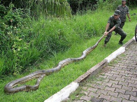 Largest Python In The World