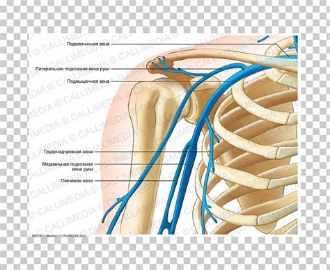 Thumb Vein Shoulder Human Anatomy PNG Clipart Abdomen Anatomy Arm