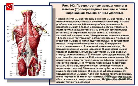 Презентация на тему Мышцы спины ООМК г Оренбург г Скачать
