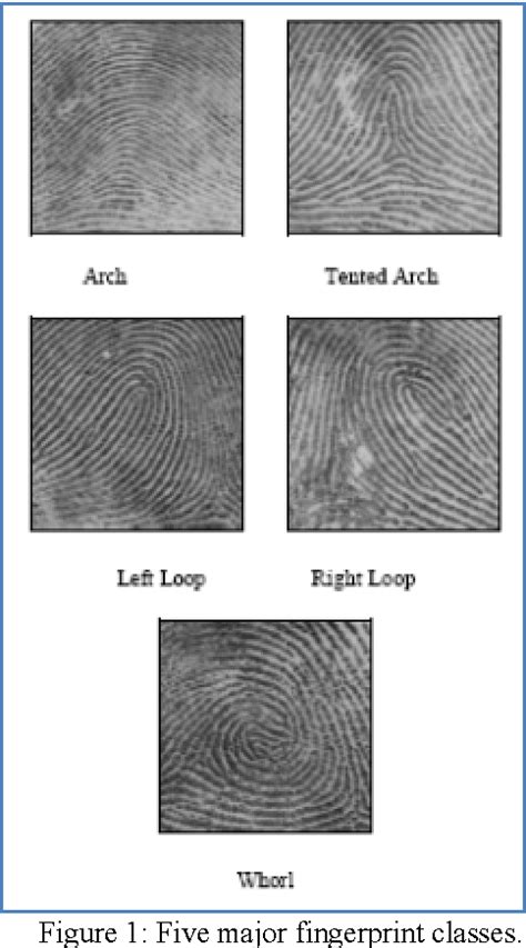 figure 1 from classification of fingerprint images using neural