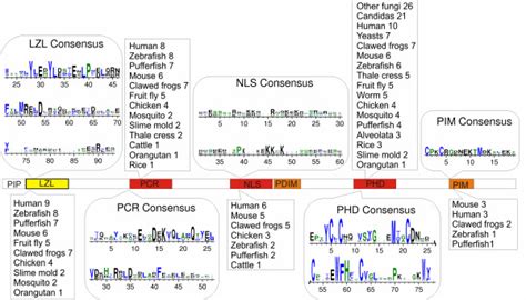Domain Consensus And Phylogenetic Distribution Of Ing Domains Based On