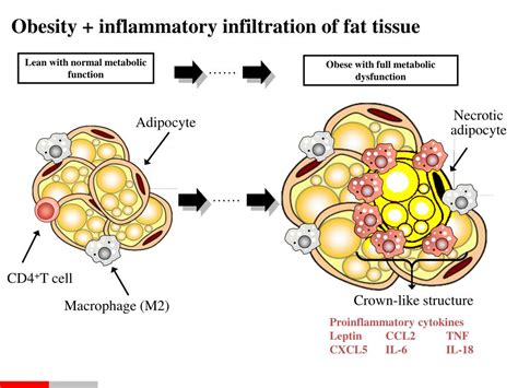 Ppt Adipocytes And Cvd Powerpoint Presentation Free Download Id