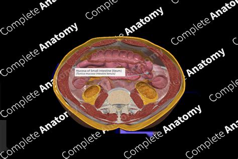 Mucosa Of Small Intestine Ileum Complete Anatomy