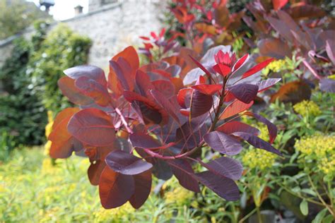 Cotinus X Dummeri ‘grace Markenbaumschulede