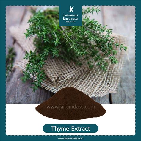 Thyme Extract Thymus Vulgaris Herbal Extracts Jairamdass Khushiram