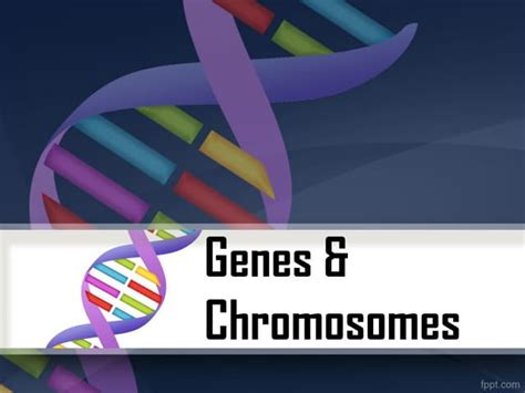Dna And Chromosomes Ppt