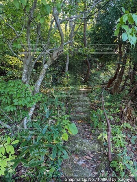 緑豊かな森の真ん中にある木々の写真・画像素材 7108803 Snapmart（スナップマート）