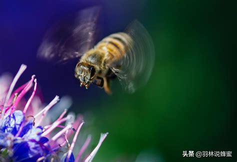 為什麼要為春季增產做好準備？6個養蜂步驟，為春夏增收做好準備 每日頭條
