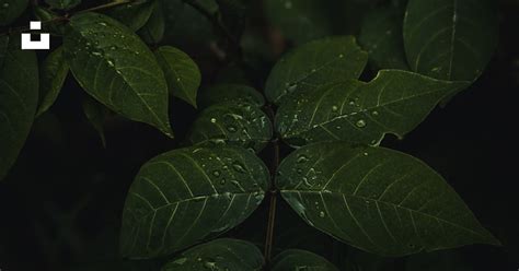 물방울이있는 녹색 잎 사진 Unsplash의 무료 인도 이미지