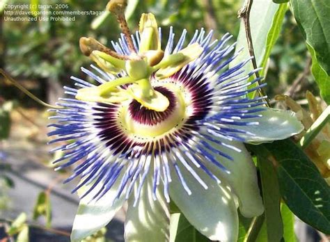 Plantfiles Pictures Passiflora Blue Passion Flower Hardy Passion