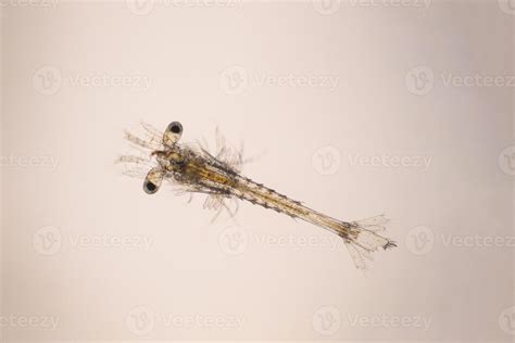 Closeup Mysis Stage Of Vannamei Shrimp In Light Microscope Shrimp