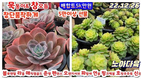 노아다육5탄묵은둥이창모듬셋 창단품라울매직잼골드블루멘탈블루파우더춘맹펜덴스오렌지셔브파랑새연봉핑크백봉호빗우주목신도 Youtube