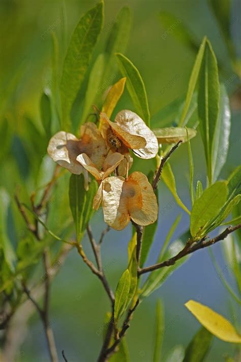 Silver Cluster Leaf Combretaceae Myrtales Plantae Photo Background And