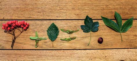 natures algorithm stock image image of wood conker 44109665