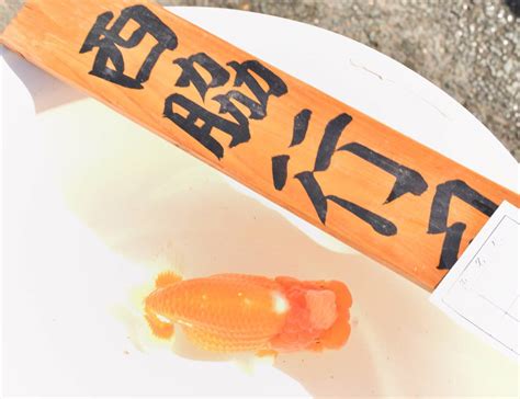 【未使用】＜gpらんちゅう＞ 416 豊橋愛錦会 二歳会 西脇行司 焼津 中野廣和氏 二歳 18cm メス 動画 ① 激レア！の落札情報詳細