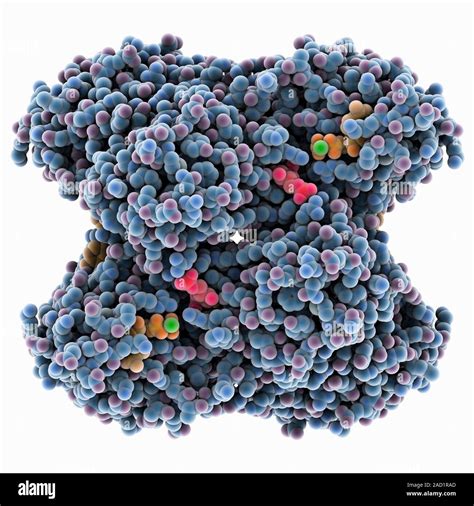 Phosphofructokinase Enzyme Molecular Model This Enzyme From The Bacterium Bacillus