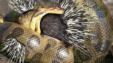 Python は、ヤマアラシを必死に攻撃しようとしたことをすぐに後悔します。 ヤマアラシ対ヒョウ、ピットブル Youtube
