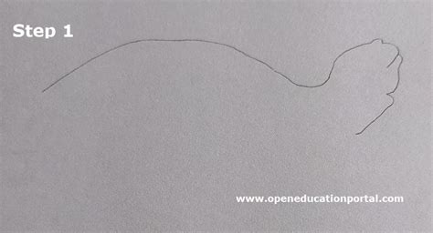 How To Draw A Tortoise Guide With Image Step By Step