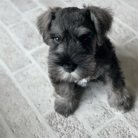 Mini Schnauzer Puppy For Saleschnauzer Puppy For Sale