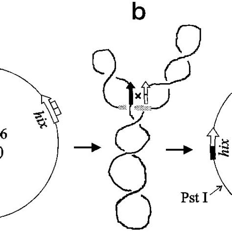 Pdf Hin Mediated Inversion On Positively Supercoiled Dna
