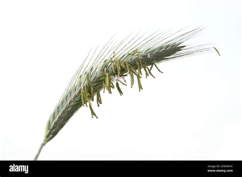 Rye Grass Garden Cut Out Stock Images And Pictures Alamy