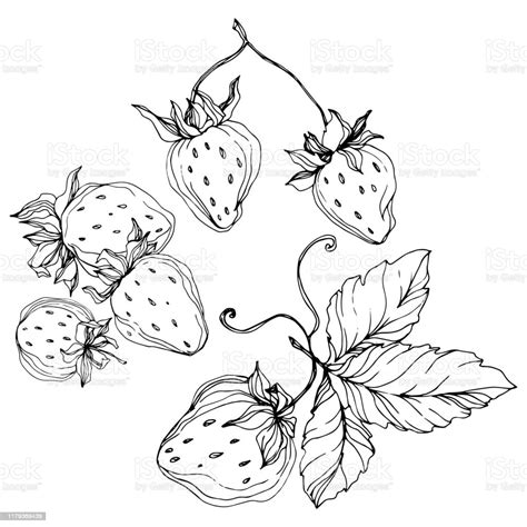 벡터 딸기 과일입니다 흑백 잉크 아트가 새겨져 있습니다 고립 된 딸기 일러스트 요소입니다 0명에 대한 스톡 벡터 아트 및 기타 이미지 Istock