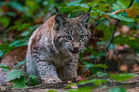 Lince IbÉrico Características Hábitat Que Come Reproducción