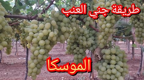 العنب نوع الموسكا أفضل أنواع العنب الموجودة ضواحي مدينة مكناس Youtube