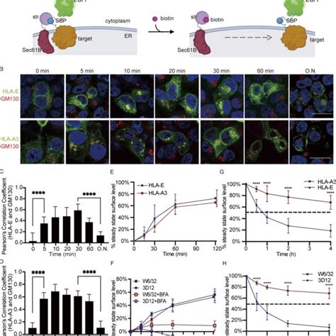 Intracellular Transport Of Hla E A Schematic Diagram Of The Rush