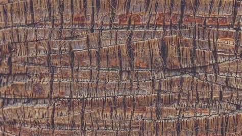 Exotic Wood Backdrop Seamless Loop Palm Bark Pattern Texture Tropical