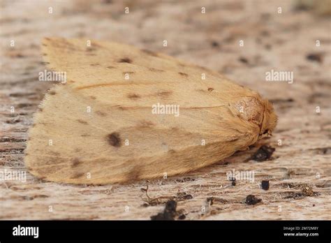 Natural Closeup On The Pale Oclored Round Winged Muslin Moth Thumatha
