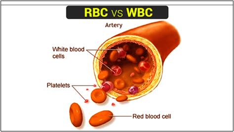 Difference Between Red Blood Cells And White Blood Cells