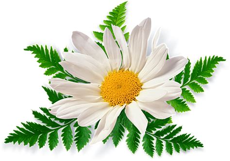 Margarida Em Png