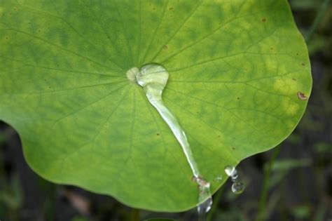 물에 젖지 않는 연잎의 비밀 네이버 블로그