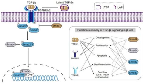 Role Of Tgf Beta Signaling In Beta Cell Proliferation And Function In Diabetes