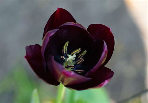 Queen of Night online bestellen? • Tulpenpluktuin Drenthe