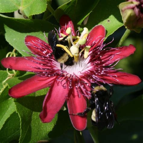 Lady Margaret Passion Flower Passionvine Butterfly Plants Almost Eden